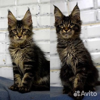 Шикарные котики тикинг и черный мрамор