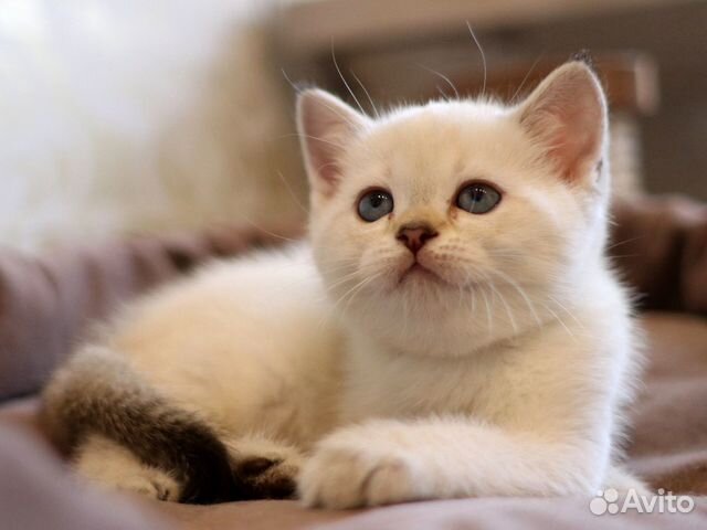 Шикарный котик страйт золотой пойнт