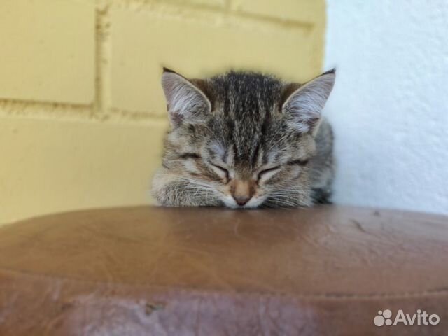Котенок