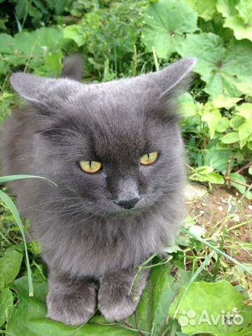 Кот дымчатого окраса