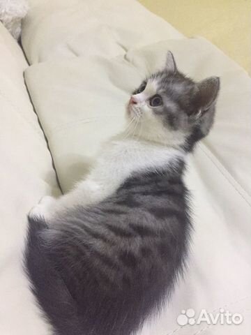 Шотландская девочка