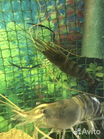 Креветки Розенберга. Продам гигантскую креветку Ро