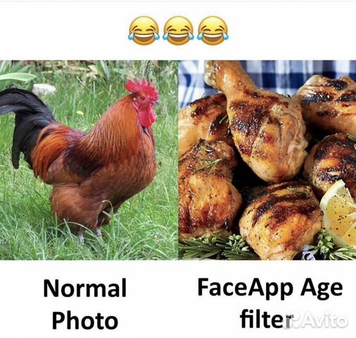 Петухи Амераукан 10 месяцев красавцы Доставка