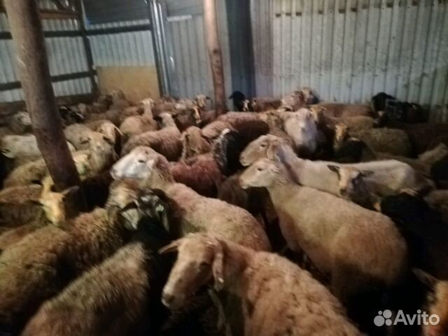 Бараны на продажу