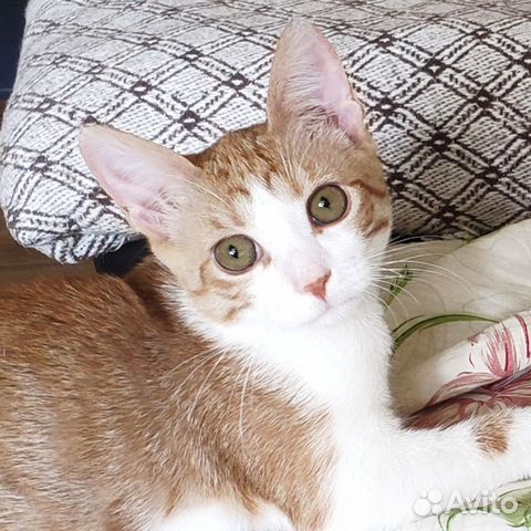 Котёнок 5 месяцев