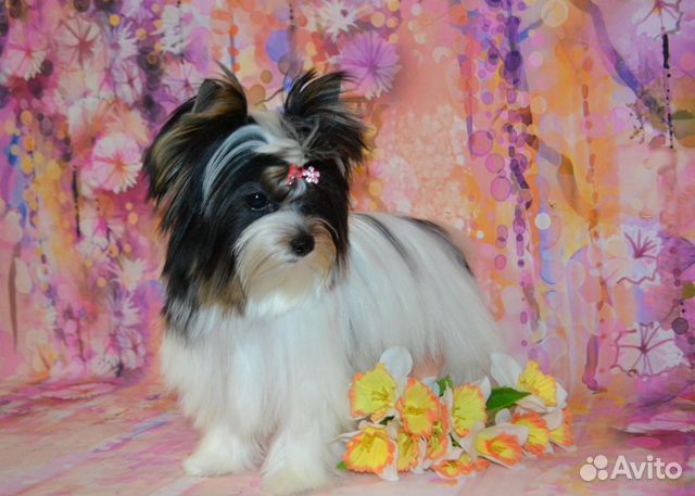 Продается мини девочка