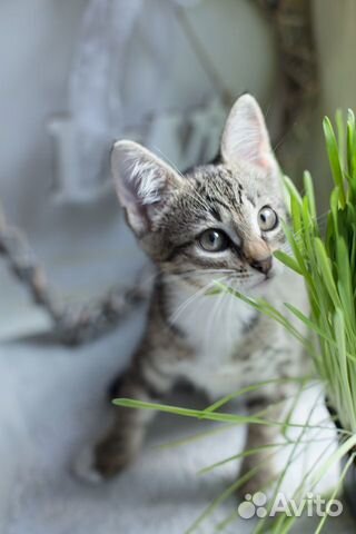 Котята - сестренки в тельняшках