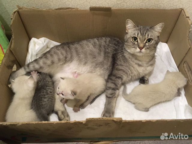 Котята-британцы