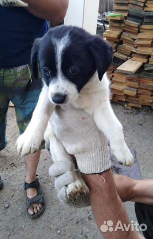 Щенок девочка 2 мес ниже колена