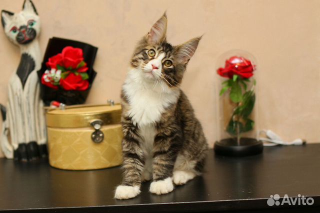 Котенок Мейн Кун тигрового окраса