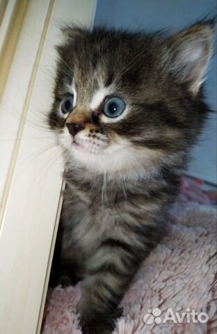 Котята девочки от мышеловки и крысоловки благородн