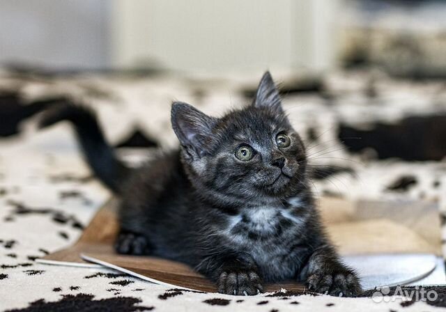 Котенок-мальчик Жучок