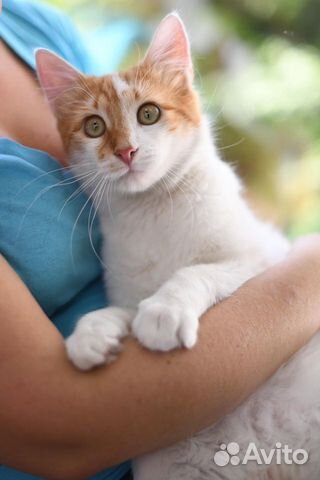 Котик в добрые руки