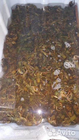 Зарачивание И зарыбление вашего водоема