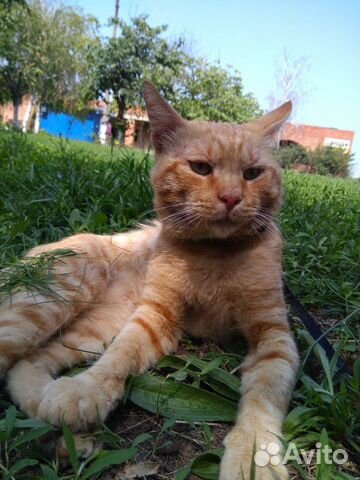 Передержка для кота