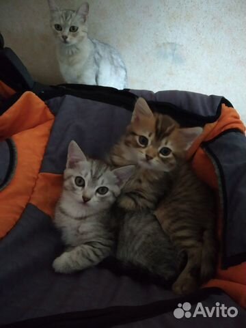Котята