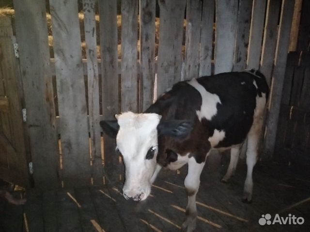 Корова, бычки