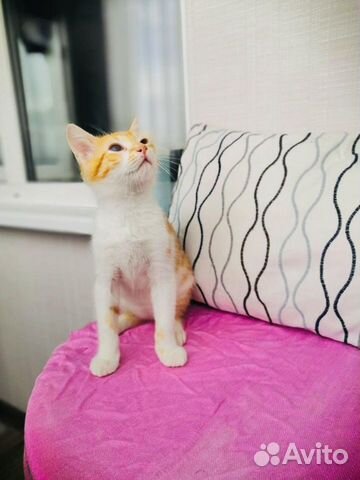 Абрикос, не на юге рос. Котенок с бельмом на глазе