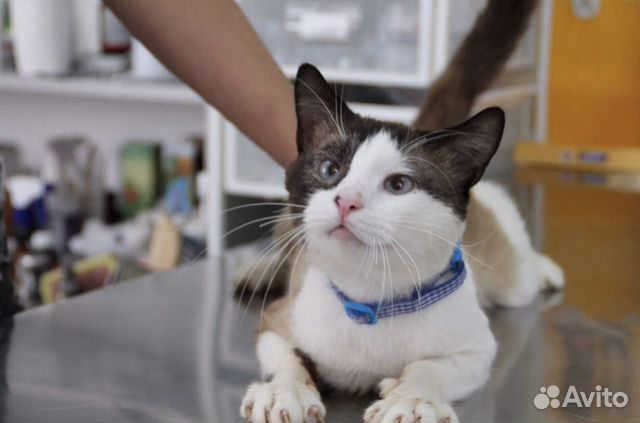 Кот Лавруша