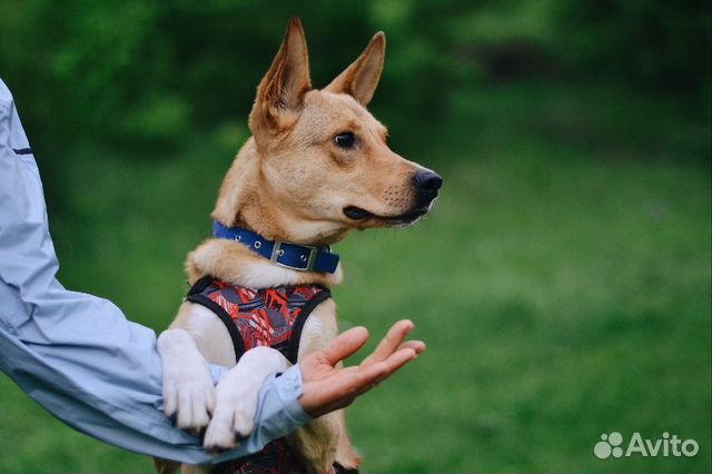 Фокс ищет хозяина