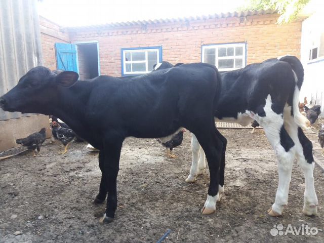 Телки 1 мес