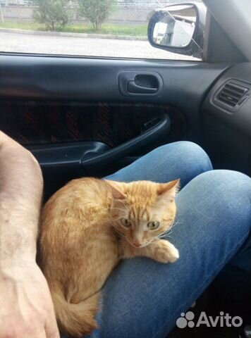 Отдам кота. Примерно года 2, но мелкий. Чистенький
