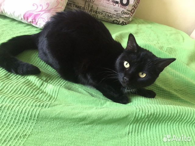 Чёрная кошка