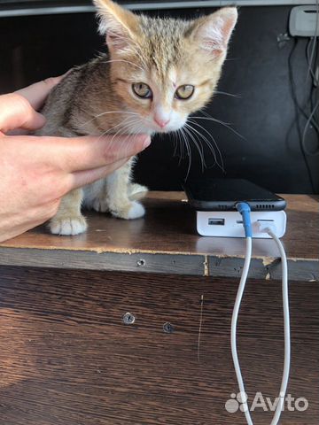 Кошка