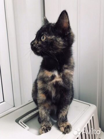 Котенок