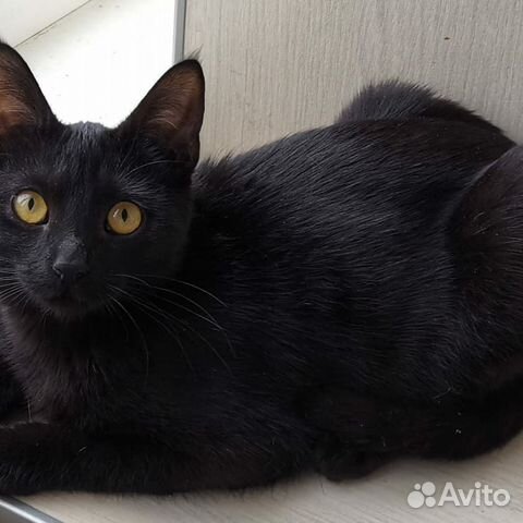 Котенок Жюли