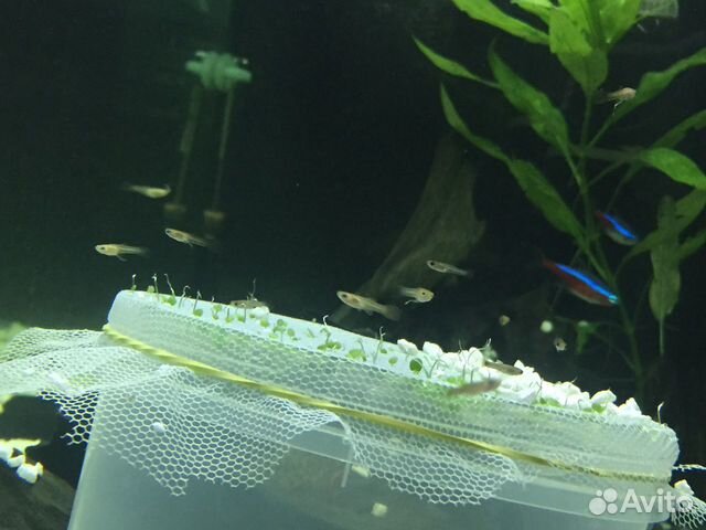 Мальки гуппи