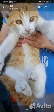 Котёнок в добрые руки