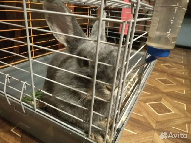 Шикарная крольчиха ищет дом