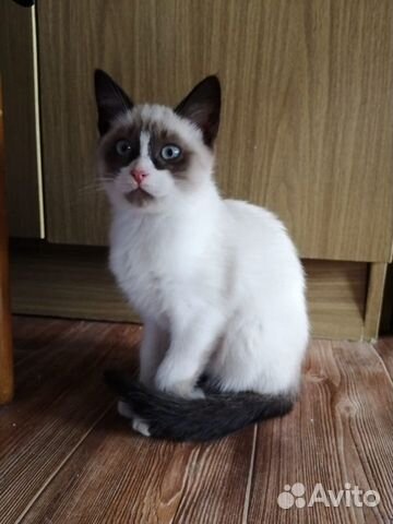 Кошечка бесплатно