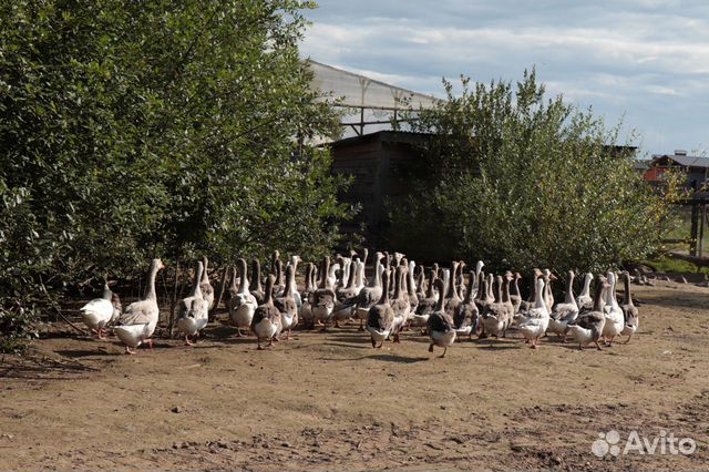 Фазаны, цесарки, дикий индюк, утки крякв, гуси опт