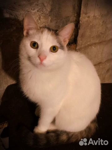 Ласкушка Стеша в добрые руки