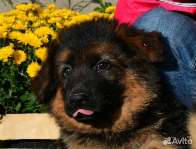 Восхитительная сука д/ш(щенок), 2 мес, РКФ