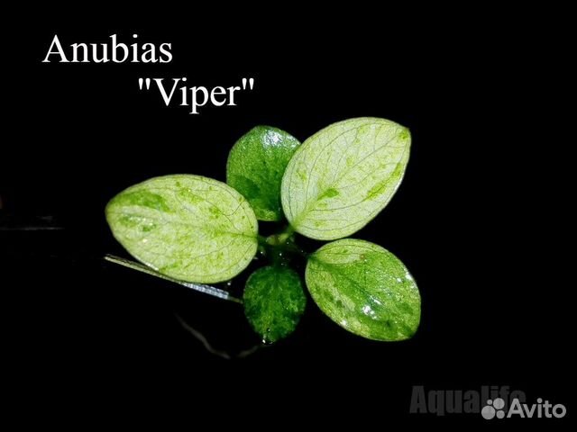 Редкие папоротники, ароидные, эриокаулоны