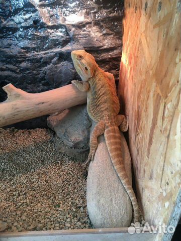 Бородатая агама(самец)
