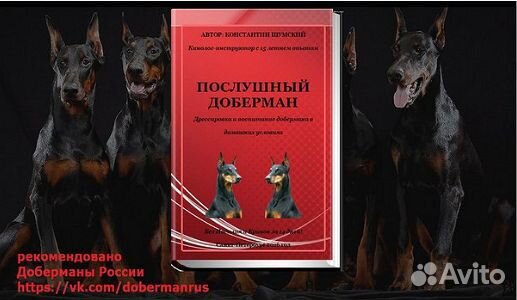 "Почему Ваш Доберман Вас Не Слушает"