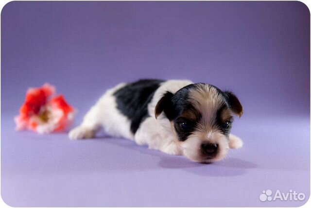 Микро мальчик