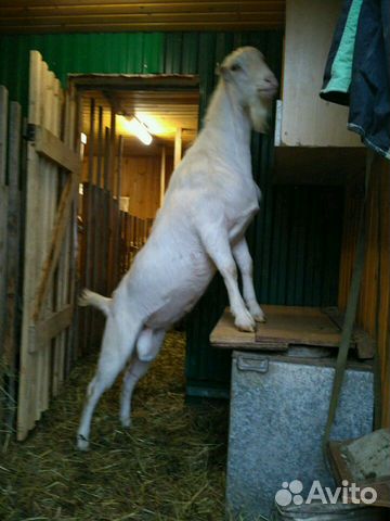 Козлы Ламанча на выбор