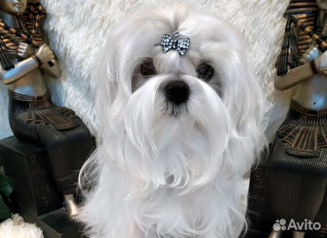 Мальтезе куколка