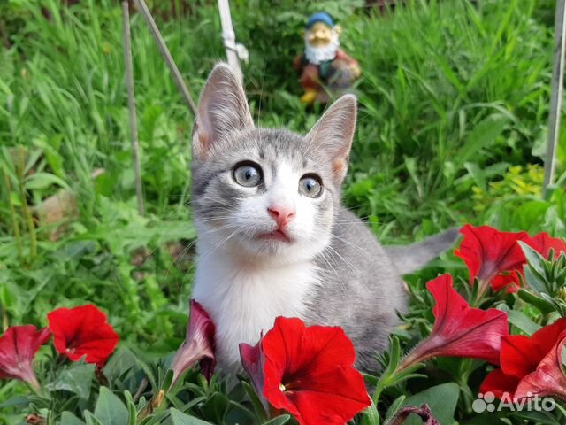 Котенок Сева 2.5 мес в добрые руки