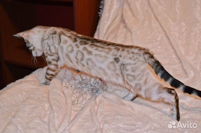 Продажа бенгальских котят