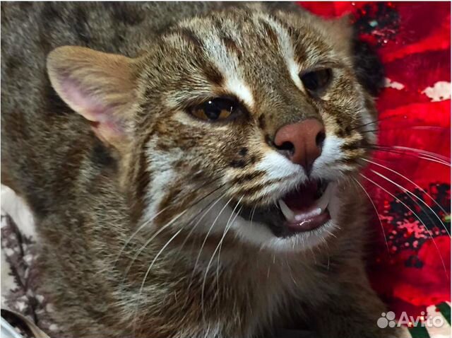 Бенгальская Азиатская кошка Северный подвид