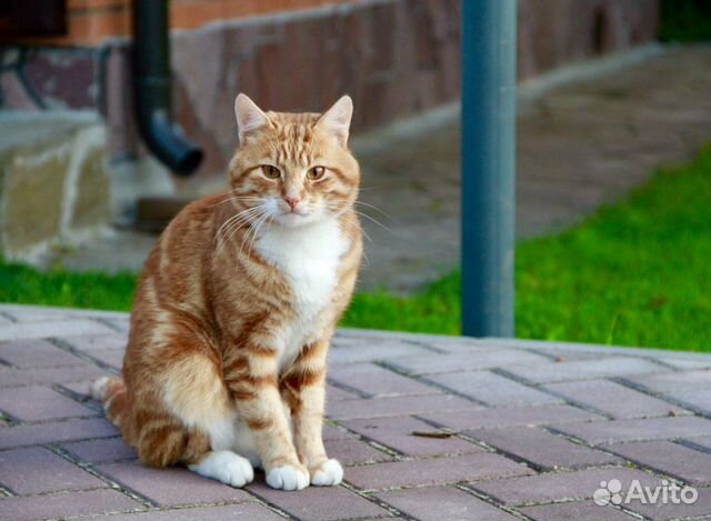 Рыжий кот в добрые руки