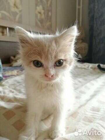 Котенок девочка