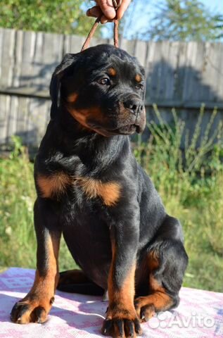 Лаки ротвейлер 3 мес щенок 30 мая 2019