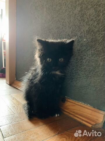 Котёнок счастливчик